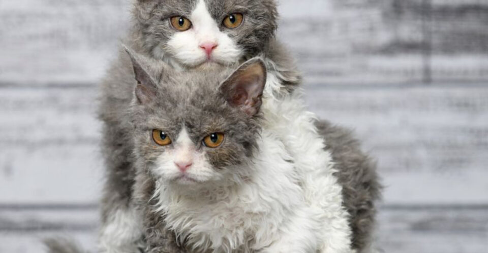 14 Curly-Haired Cat Breeds That Will Take Your Breath Away