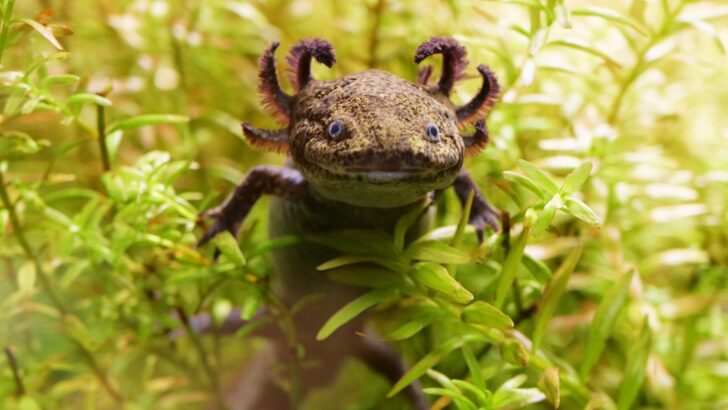 13 Animals With Truly Unbelievable Superpowers