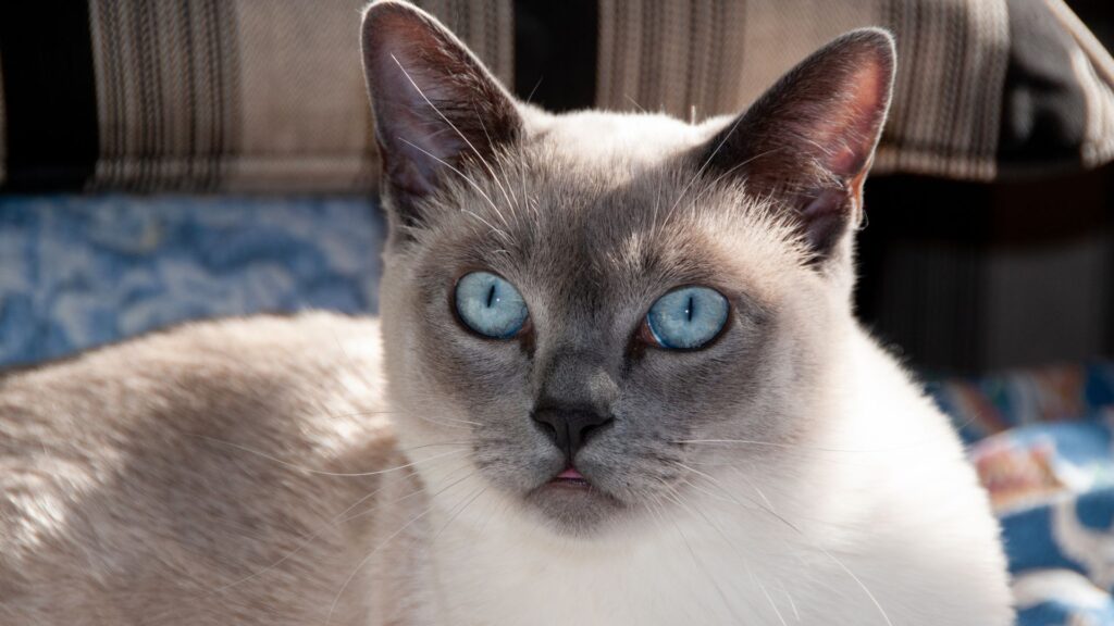 Top 13 Big Nose Cat Breeds With Even Bigger Personalities