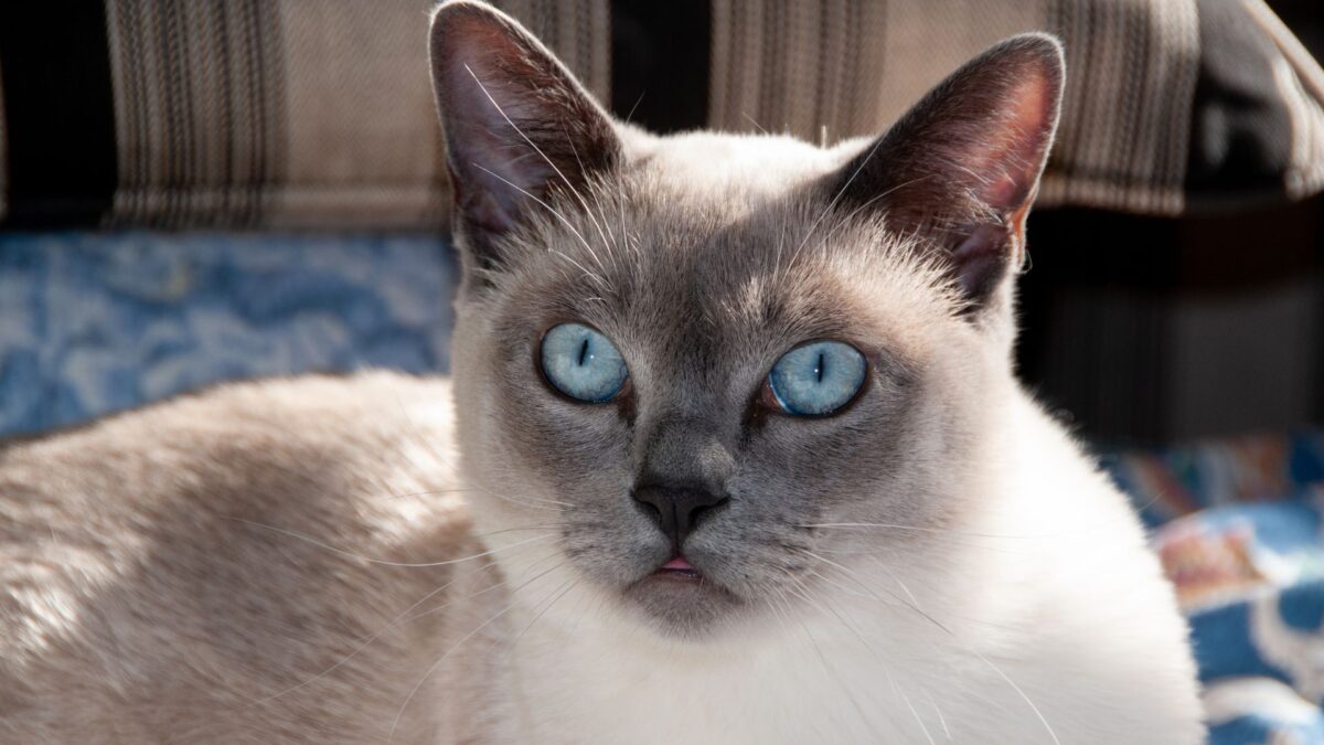 Top 13 Big Nose Cat Breeds With Even Bigger Personalities