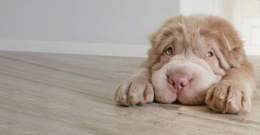 15 Cute And Loving Shar Pei Mixes To Swoon Over