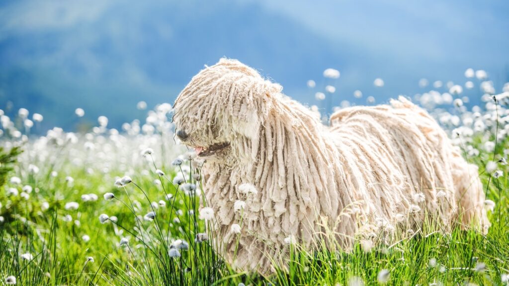15 Fluffy Dogs That Look Like Walking Mops