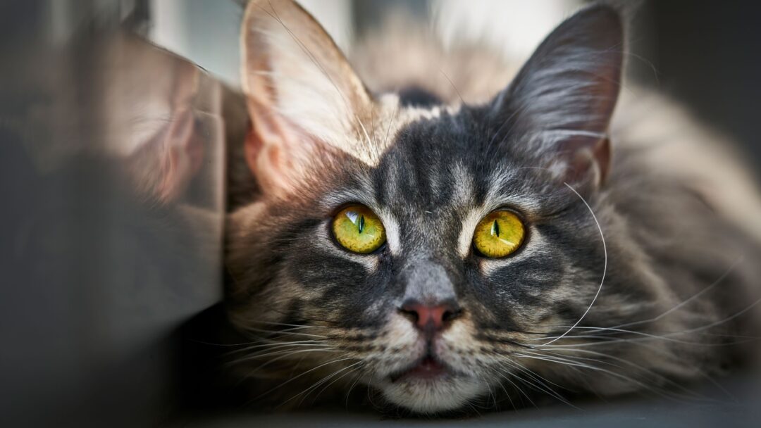 17 Fun Facts About Gray Tabby Cats