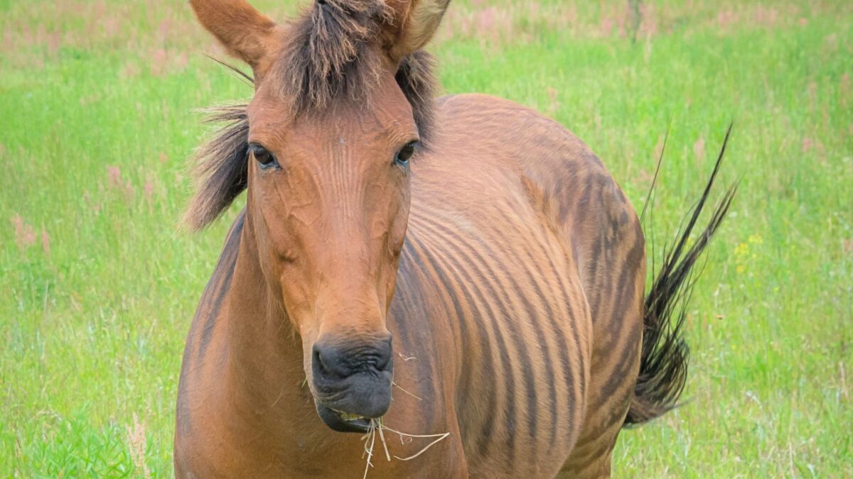 13 Hybrid Animals You Have To See To Believe