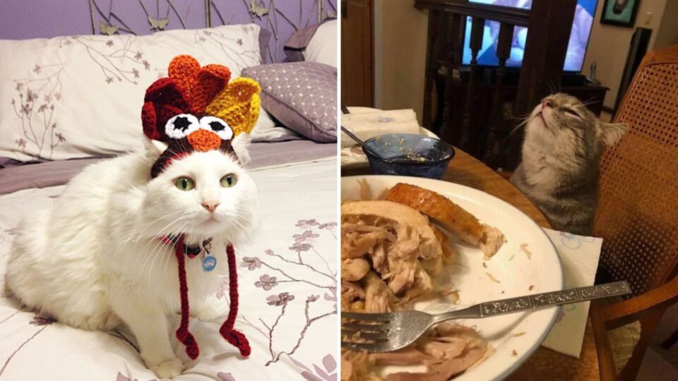 15 Pictures Of Thanksgiving Cats That Will Surely Get You Into The ...