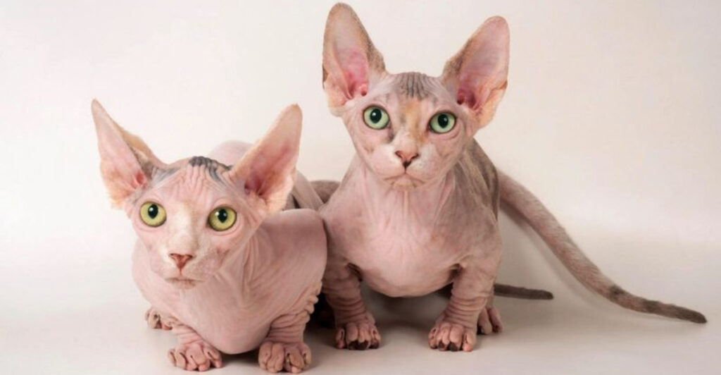 15 Remarkable Hairless Cats That Are Anything But Ordinary