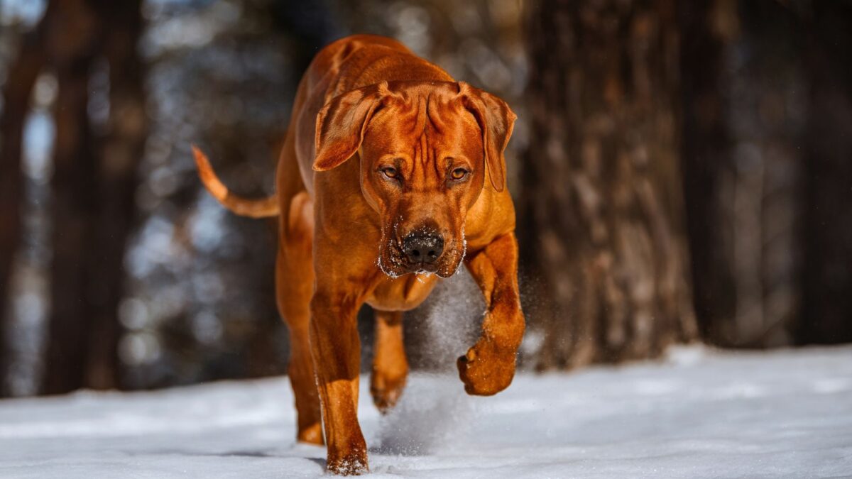 13 Hound Dog Breeds That Are Quite The Catch