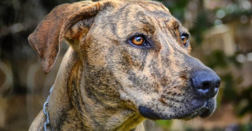 15 Stunning Brindle Dog Breeds You Should Know About