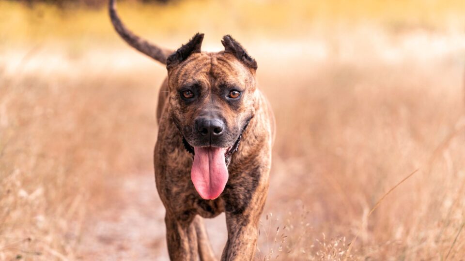 13 Dogs That Look Like Pitbulls