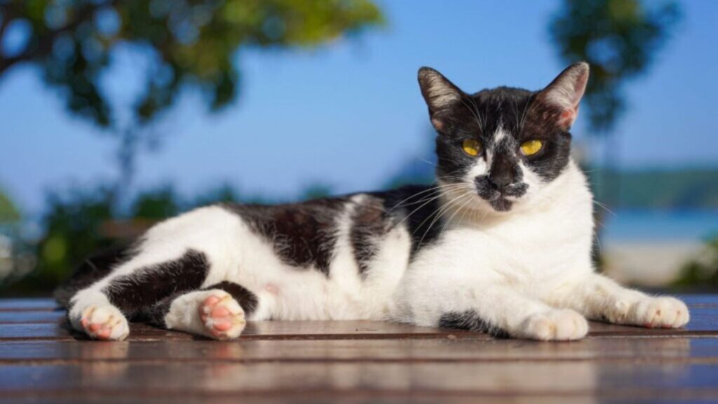 13 Most Unique Cat Coat Patterns You Will Have A Hard Time Believing ...