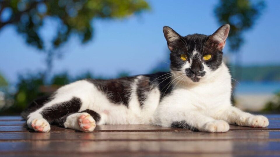 13 Most Unique Cat Coat Patterns You Will Have A Hard Time Believing ...