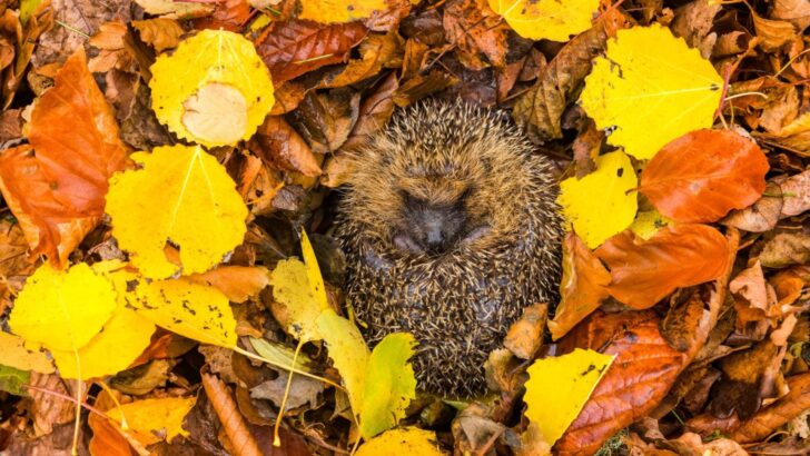 17 Animals With The Longest Hibernation Periods
