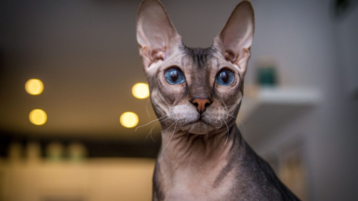 18 Cats With Captivating Round Eyes You Won’t Be Able To Resist