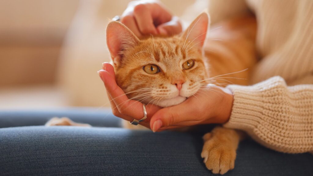 19 Stunning Ginger Cat Breeds (And 6 Fascinating Facts About Them)