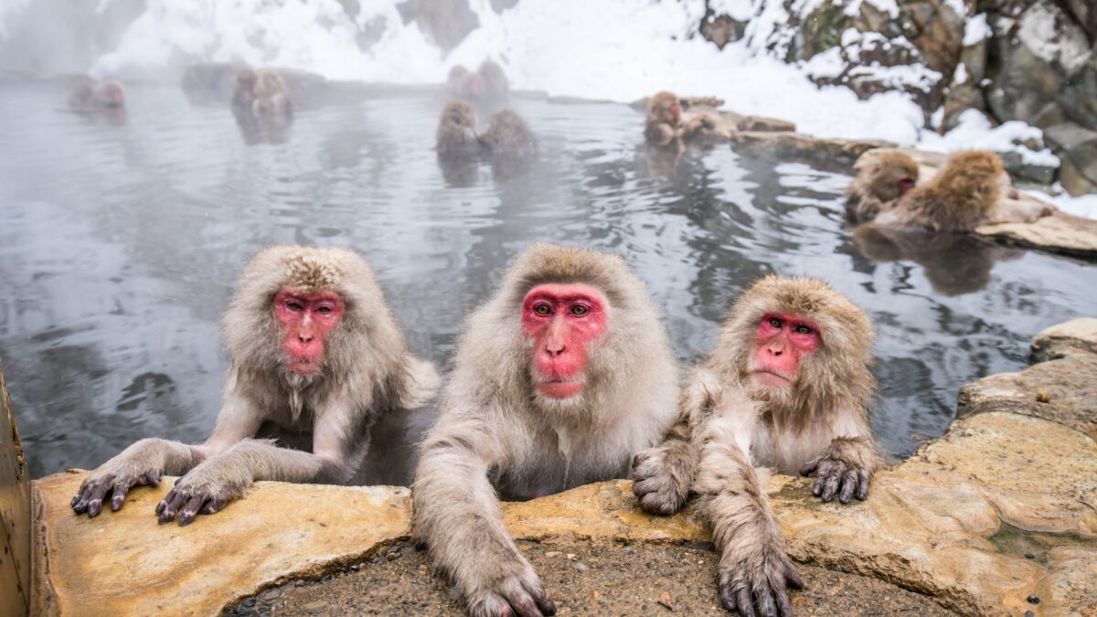 22 Of The World’s Most Intelligent Animals That Could Rival Einstein
