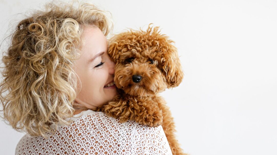 22 Small Curly-Haired Dogs You’ll Want To Cuddle