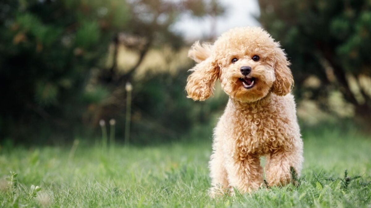 29 Least Aggressive Dog Breeds