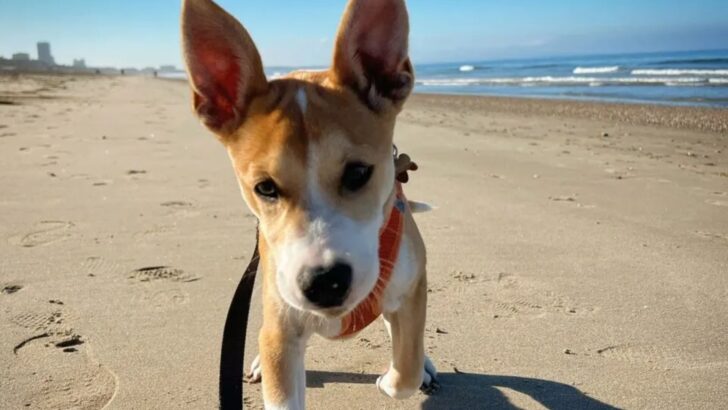 28 Mixed Dog Breeds You Didn’t Know Existed