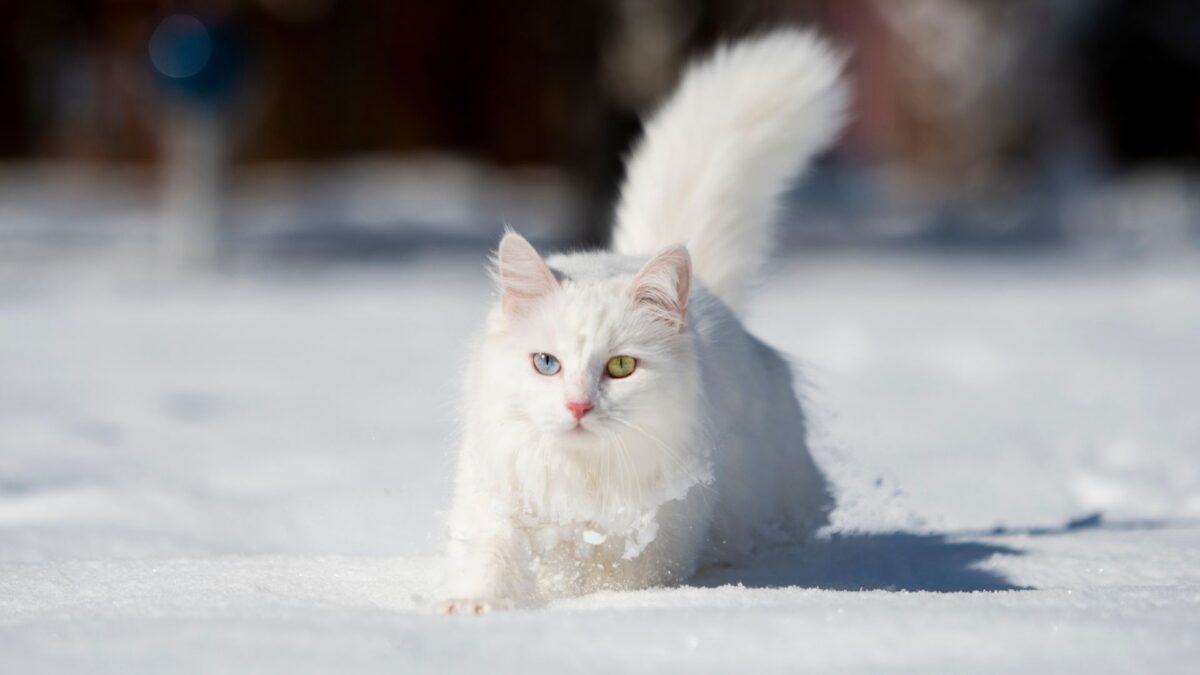 32 Rare And Exotic Cat Breeds You’ve Never Heard Of - Animalko
