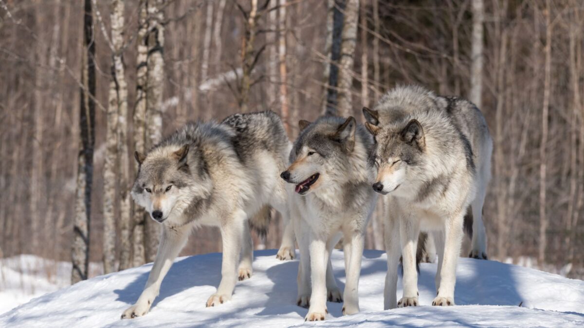 5 Surprising Animals That Wolves Are Afraid Of