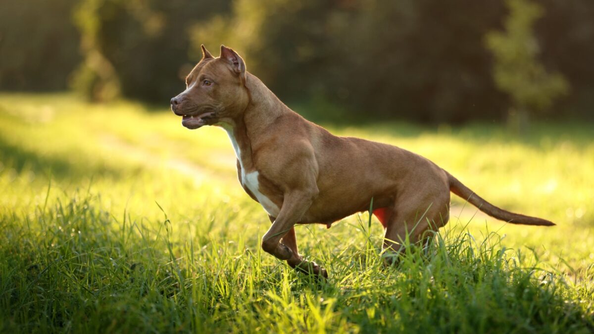 7 Bold And Beautiful Large Terrier Breeds You’ll Love