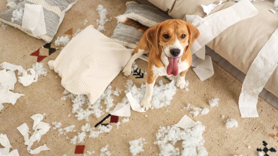 5 Dog Breeds That Mastered Destructive Behavior