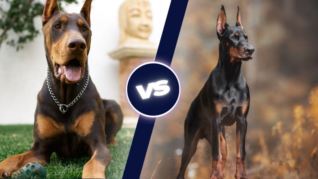 8 Essential Differences Between American And European Doberman Pinschers