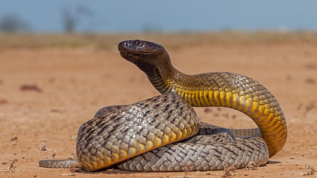 16 Wild Animal Courtship Rituals That Will Leave You Stunned