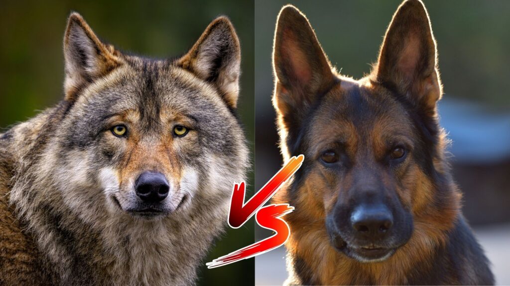 7 Key Differences Between Wolves And German Shepherd Dogs