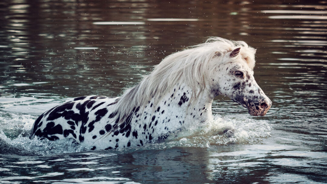 9 Rare Horse Colors And Coat Patterns