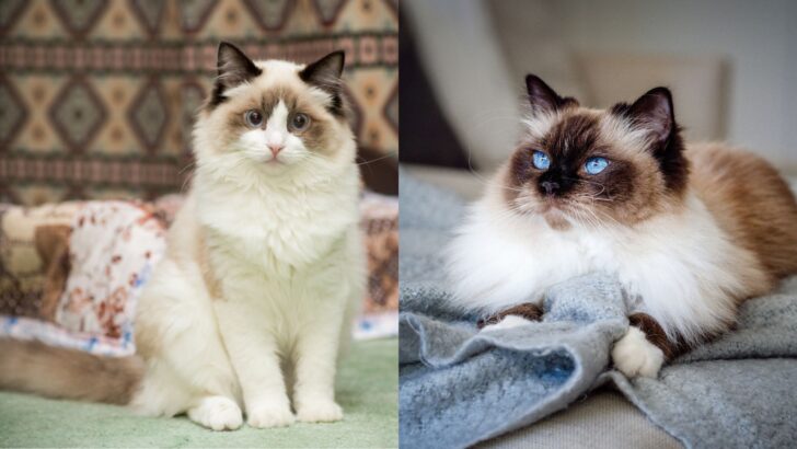 7 Key Differences Between Birman Vs Ragdoll Cat Breeds
