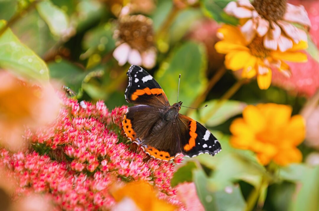 14 Stunning Butterflies That Will Take Your Breath Away