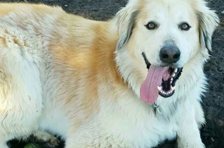 28 Mixed Dog Breeds You Didn’t Know Existed
