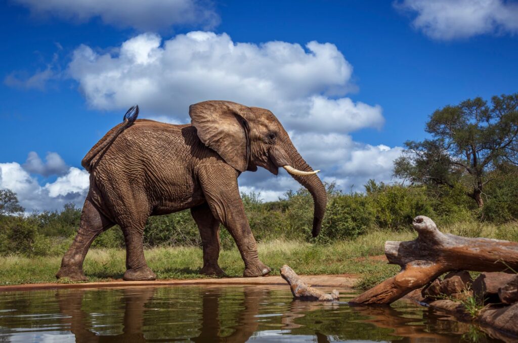 12 Incredible Giants Of The Animal Kingdom