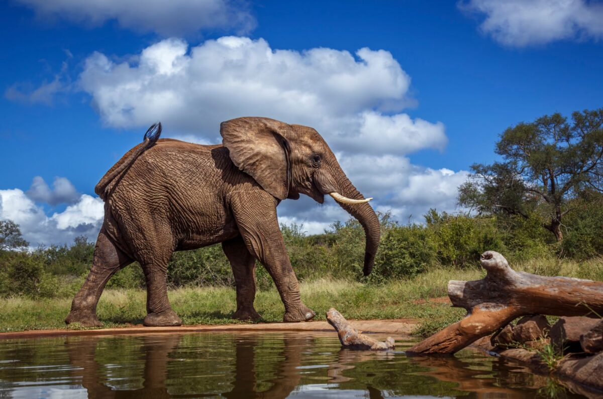 12 Incredible Giants Of The Animal Kingdom