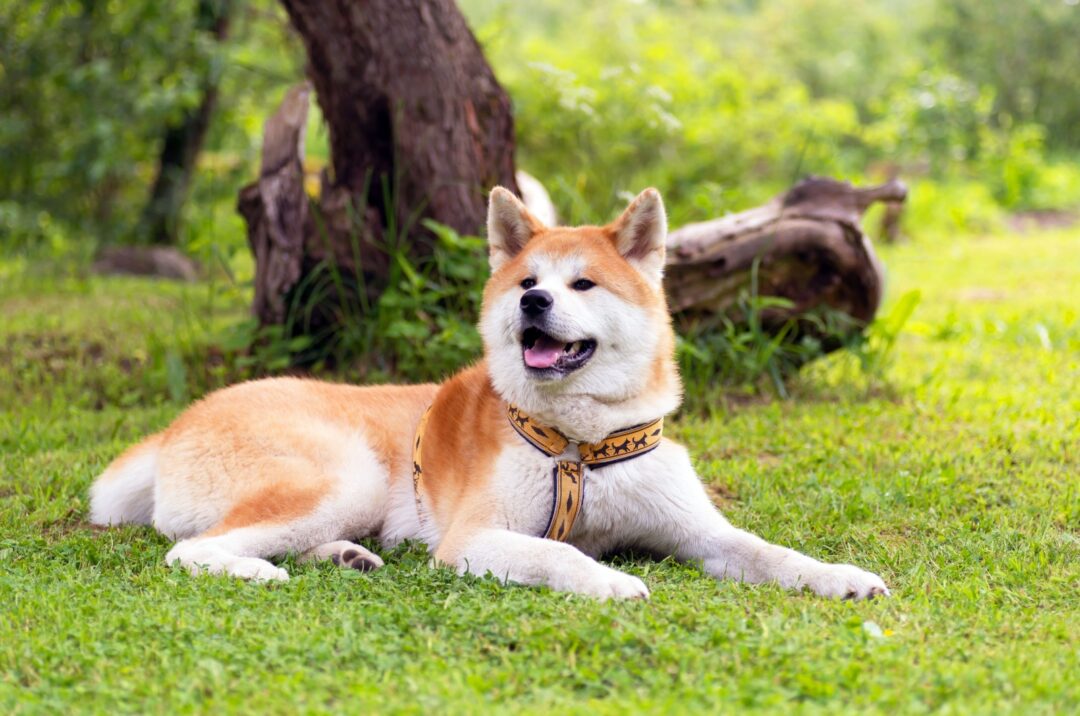 Top 25 Cutest Dog Breeds That Ever Existed