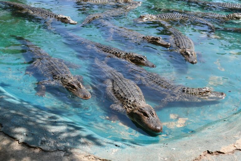 9 US States Where You Can Legally Own An Alligator As A Pet