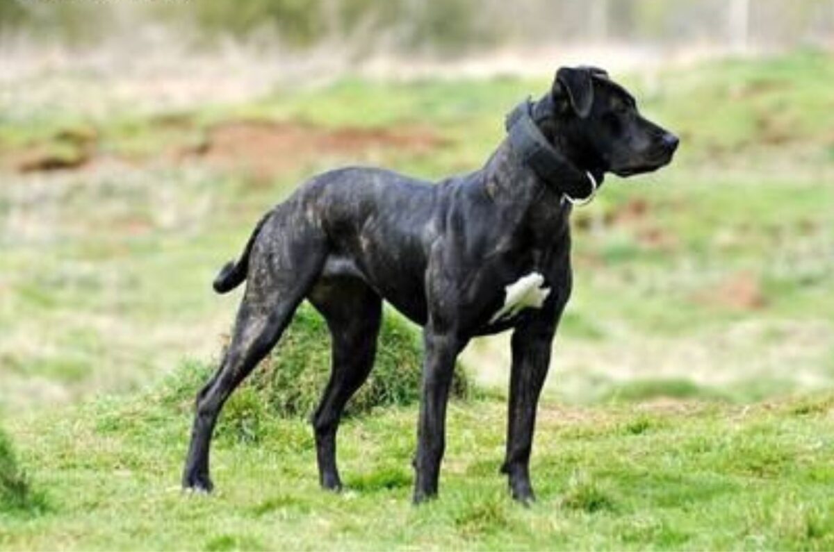 13 Extinct Dog Breeds Whose Memory Lives On