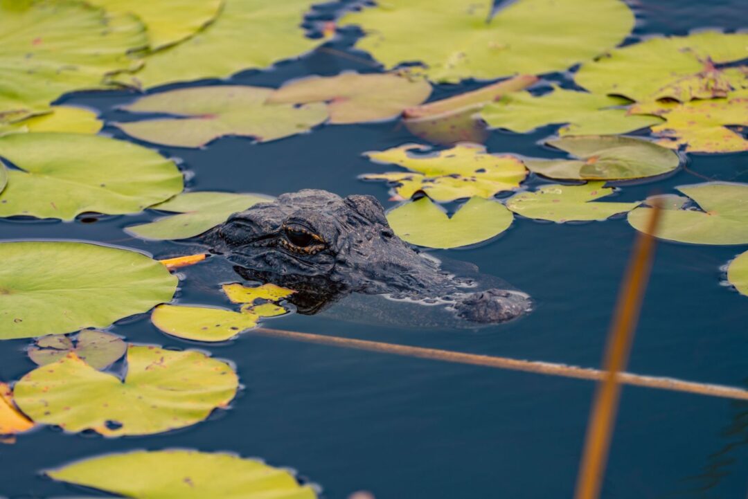 9 Of Nature’s Sneakiest Predators Whose Attacks Are An Art Of Ambush