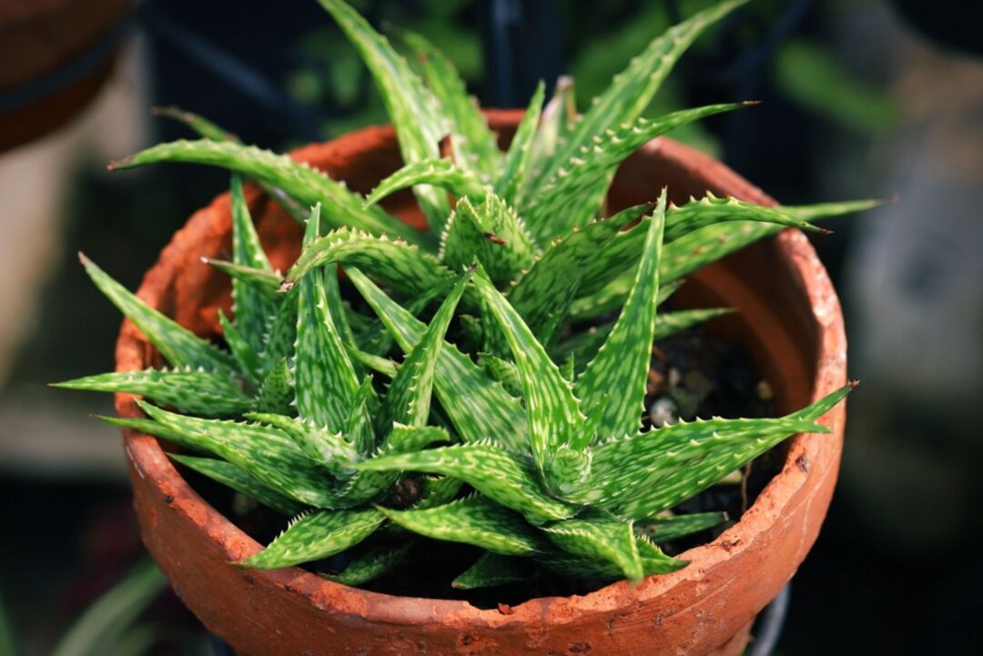 15 Plants Poisonous To Dogs You Must Avoid