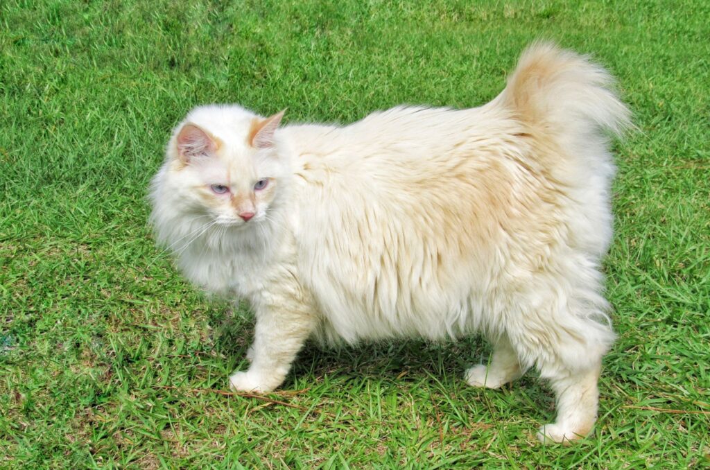 14 Cat Breeds With Surprisingly Big Heads