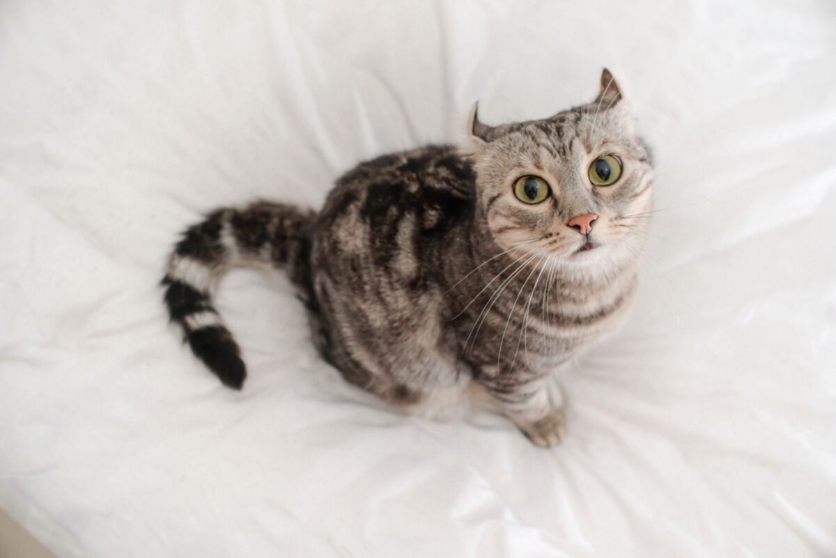 Top 13 Big Nose Cat Breeds With Even Bigger Personalities
