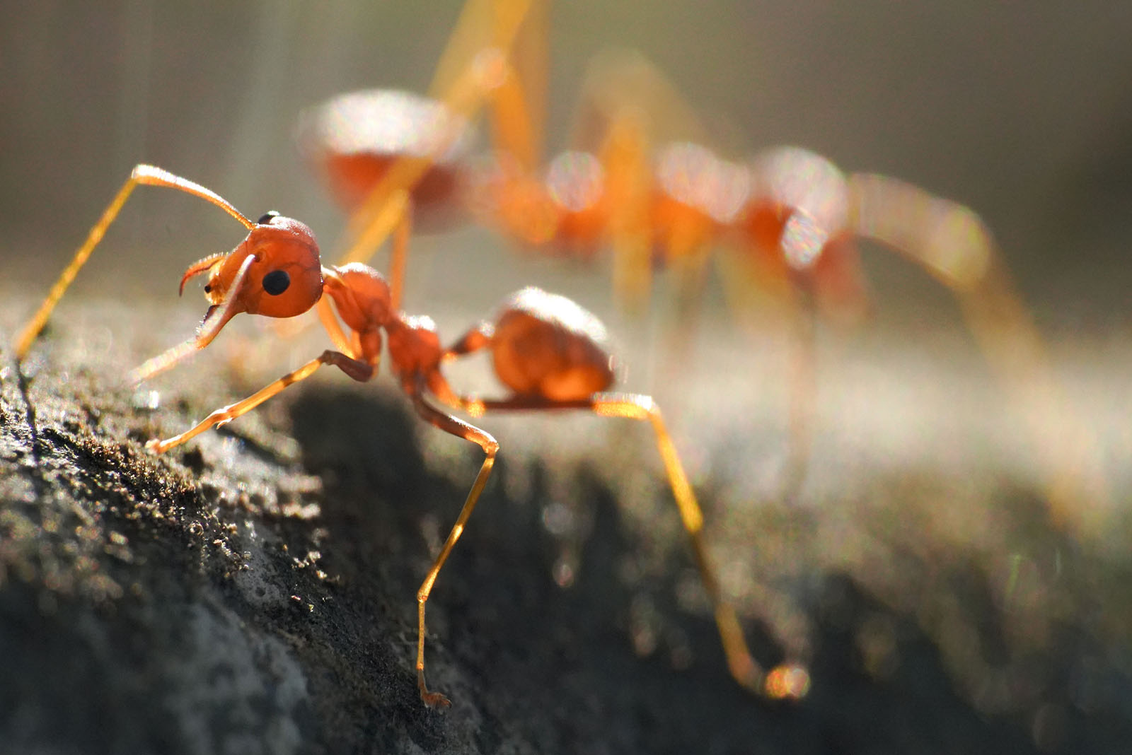 14 Incredible Animals That Are Quietly Saving The Planet