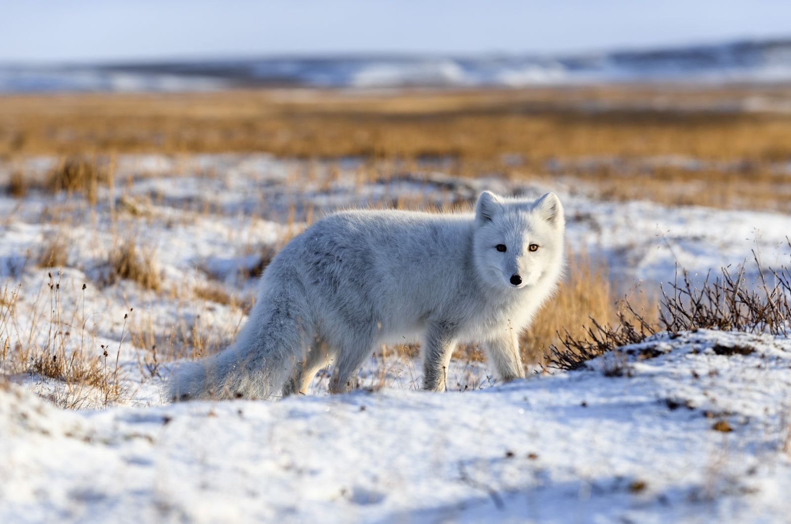 19 Endangered Species That Prove Recovery Is Possible
