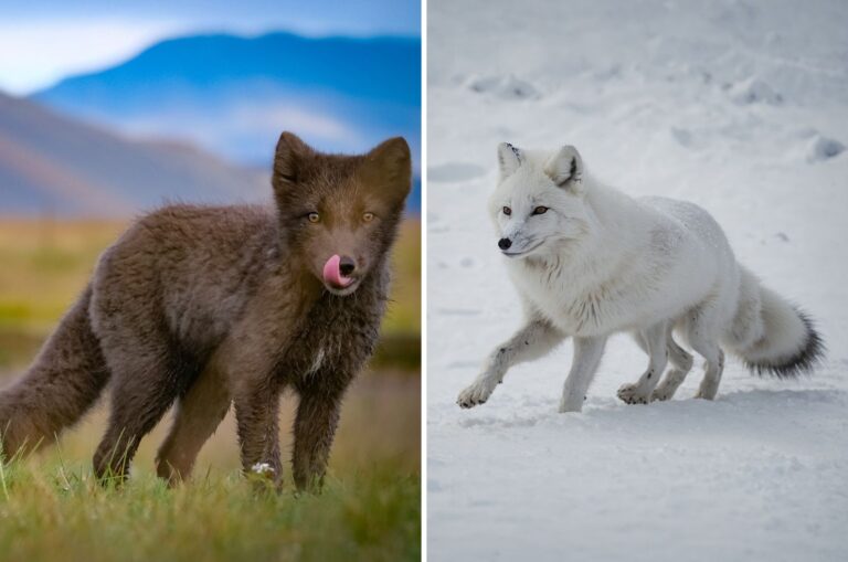 8 Fascinating Animals That Turn White In Wintertime