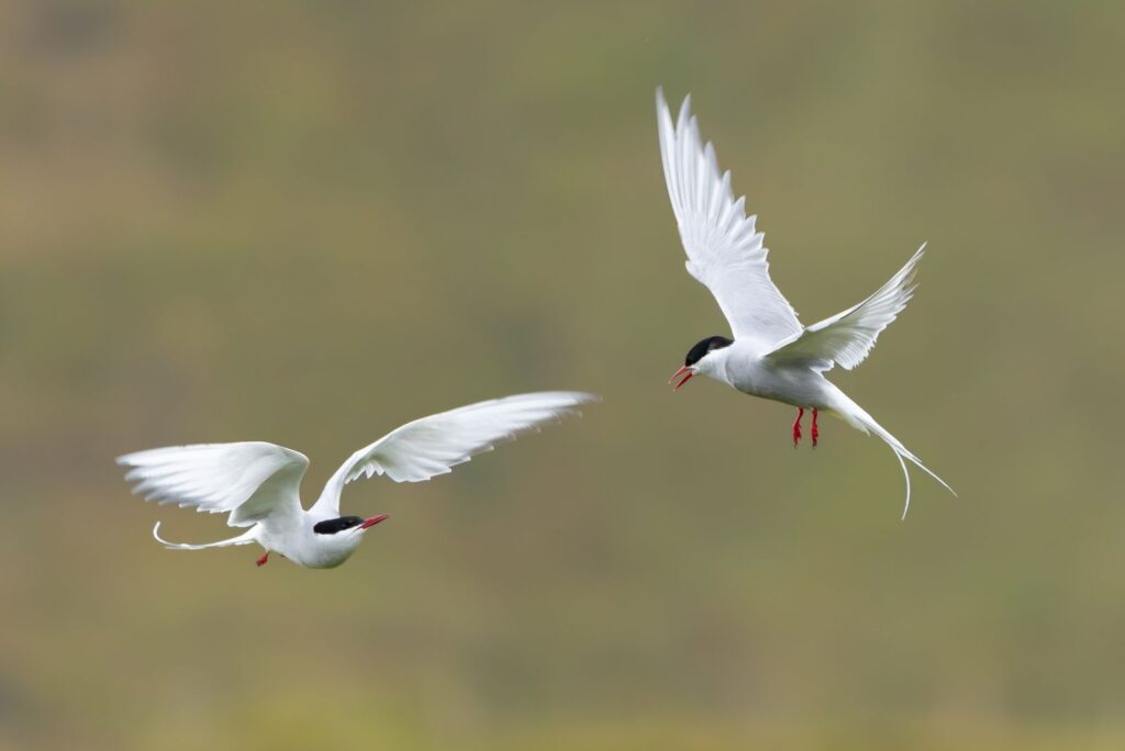 17 Incredible Animals Known For Their Long-Distance Migrations