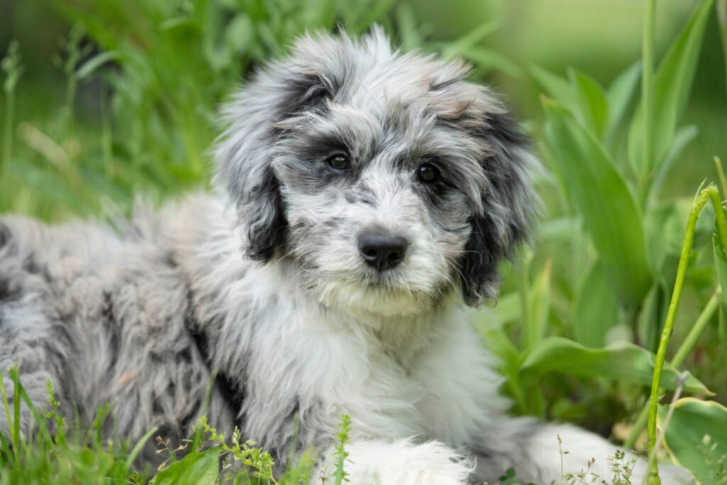 16 Smartest And Cutest Doodle Breeds For Every Type Of Owner