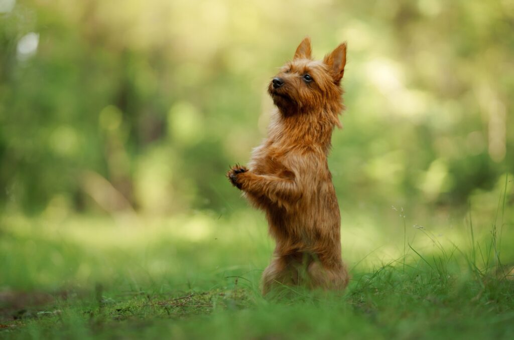 15 Small Terrier Breeds With Big Personalities You Will Love