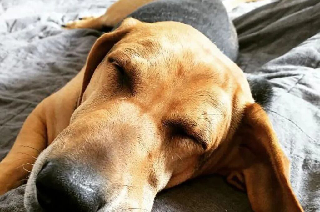 13 Shar Pei Mixes That Will Melt Your Heart