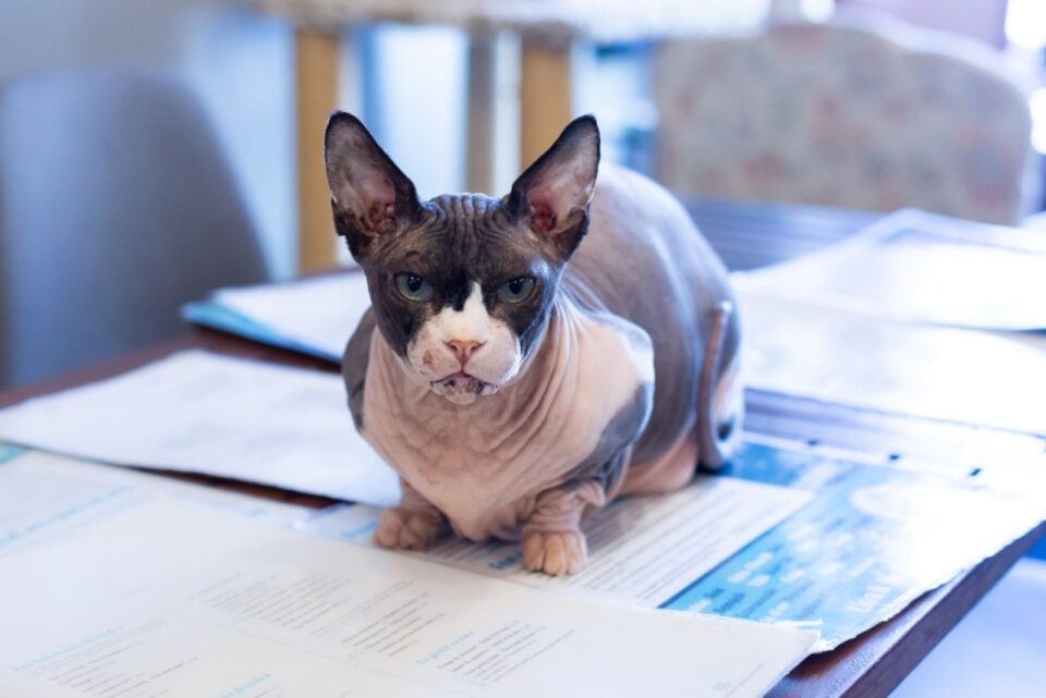 10 Short-Legged Cat Breeds You’ll Fall In Love With